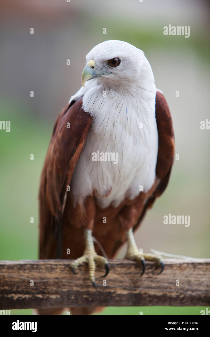 A Captive Philippine Hawk At A Farmer's Yard Near Bias City; Negros ...