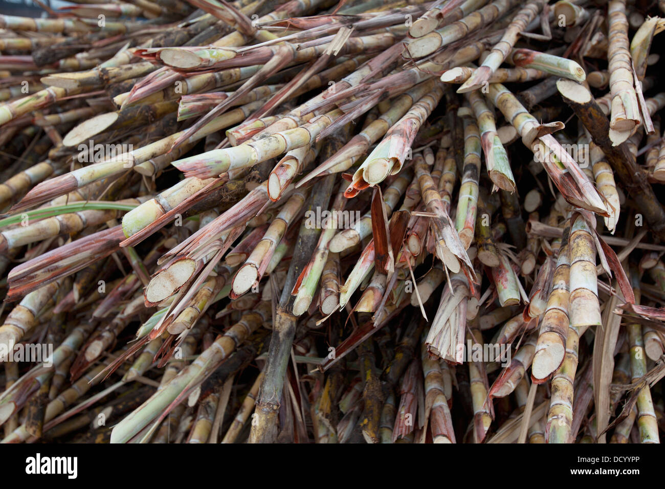 Cut Sugarcane Stalks Stacked Up Near Bias City; Negros Island ...