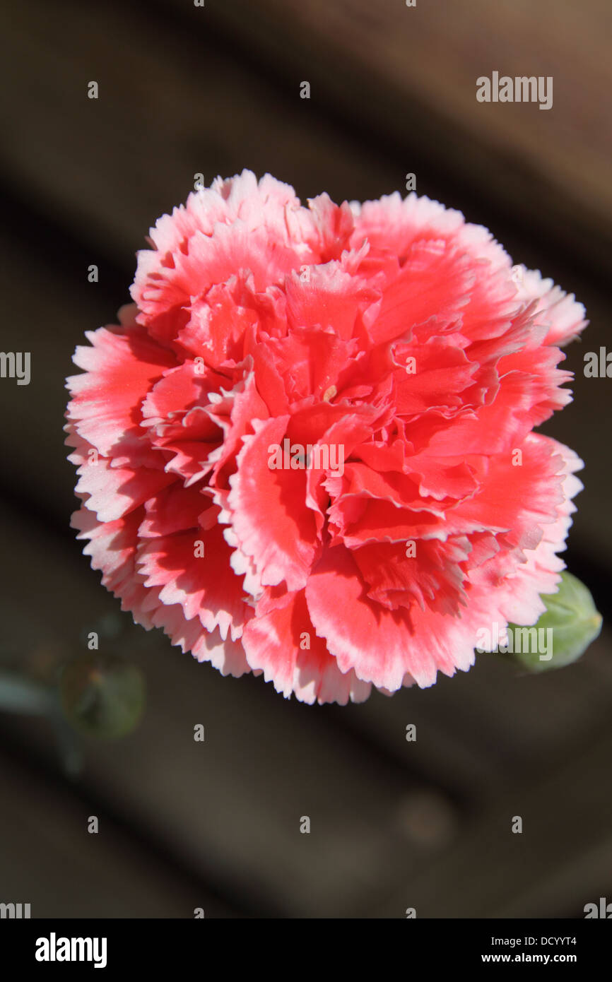 Carnation Flower (Dianthus caryophyllus Stock Photo - Alamy
