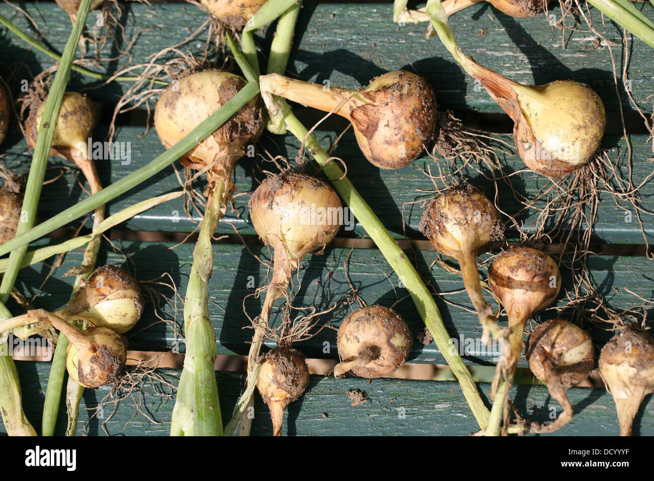 onions drying in the sun after being harvested Stock Photo - Alamy