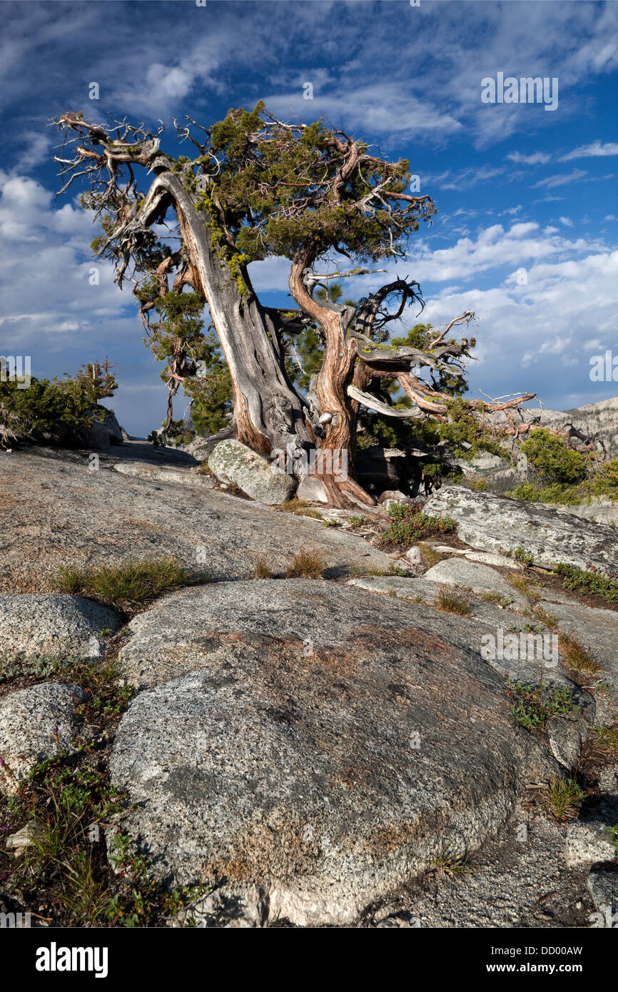 Tree with blue skies hi-res stock photography and images - Alamy