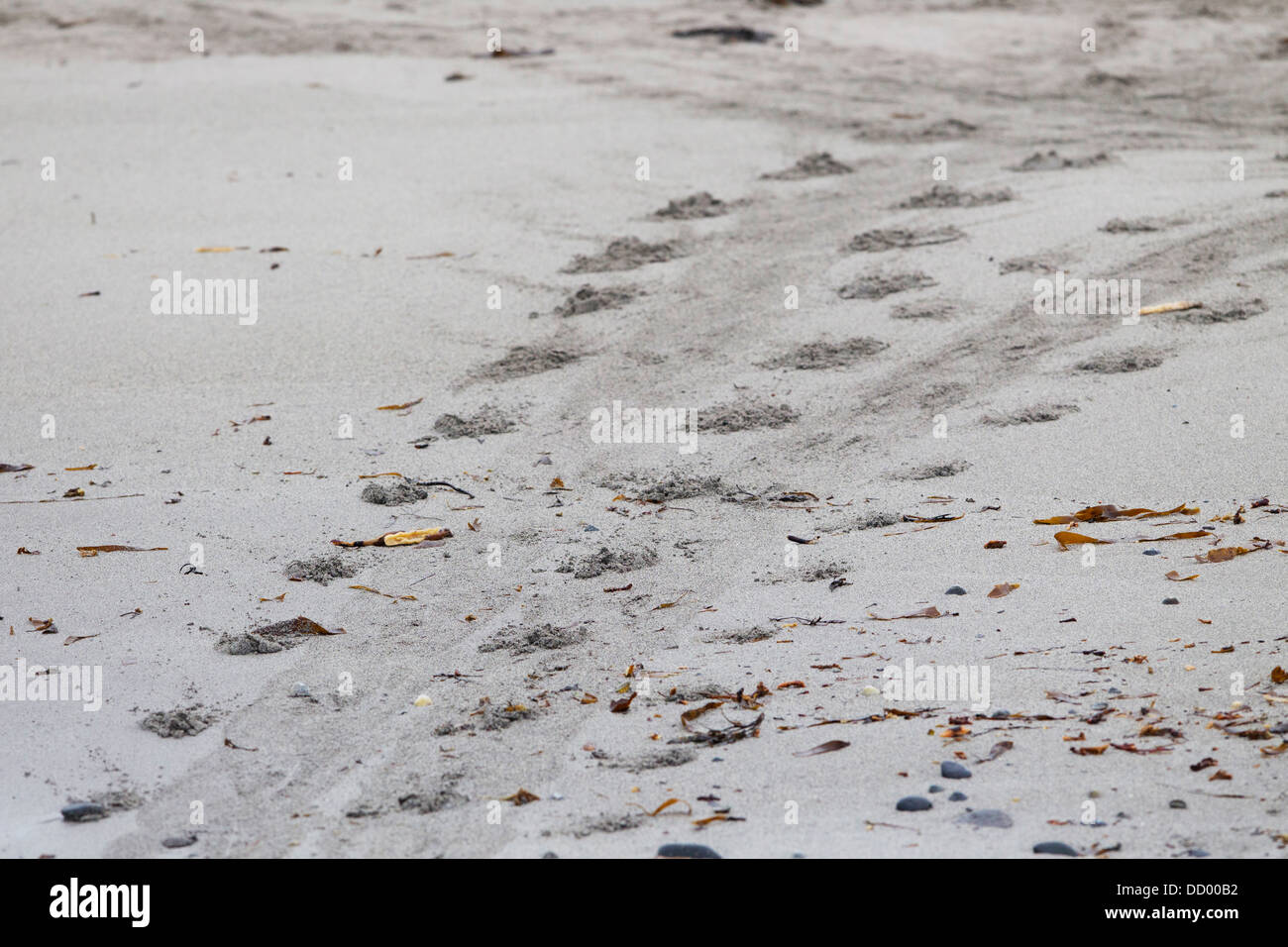 Grey Seal tracks on the beach on the Farne Islands Stock Photo - Alamy