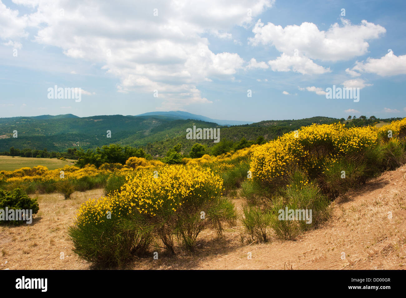 French broom hi-res stock photography and images - Alamy
