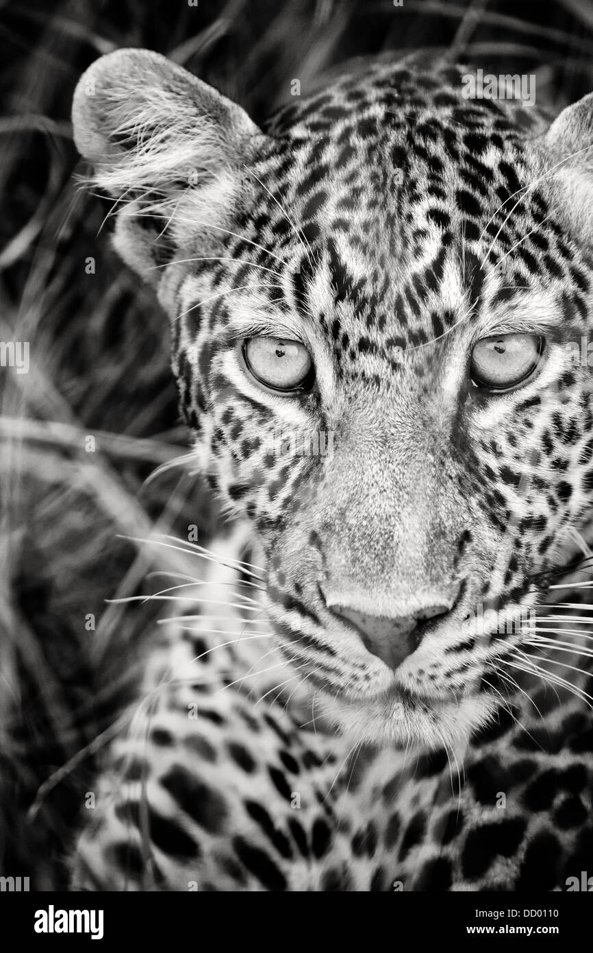 Leopard staring hi-res stock photography and images - Alamy