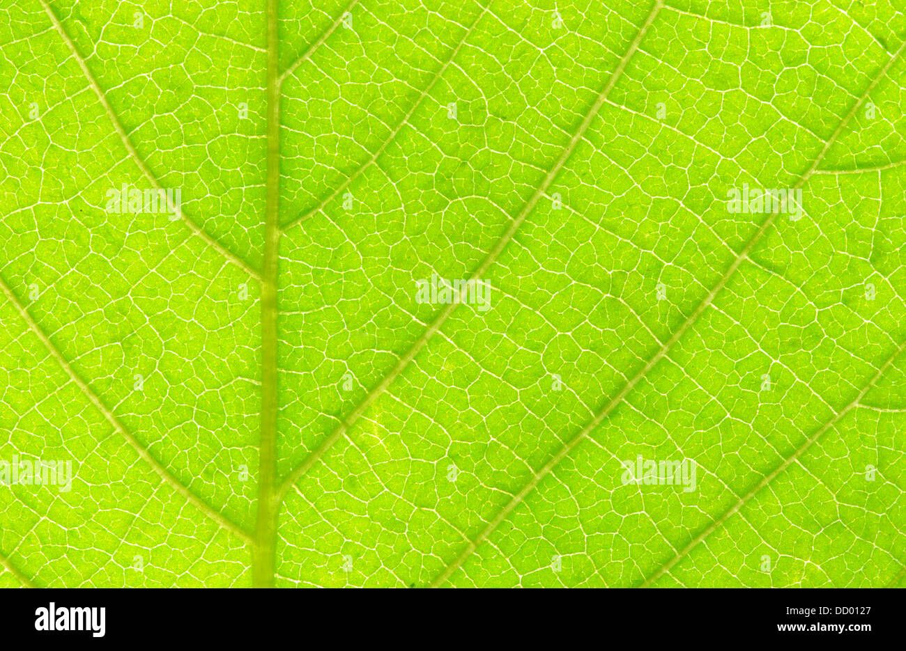 structure of leaf Stock Photo - Alamy