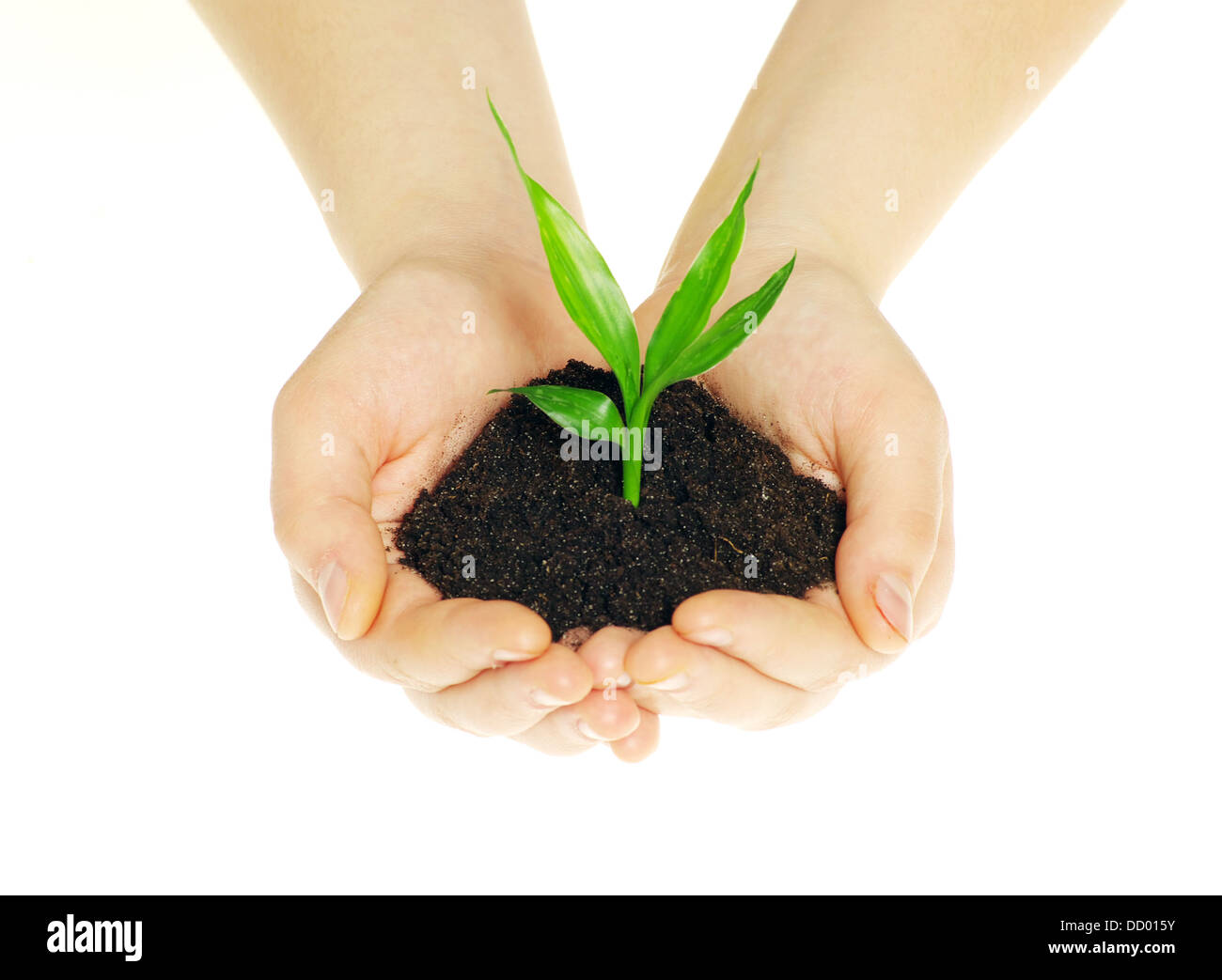 plant in hands Stock Photo - Alamy