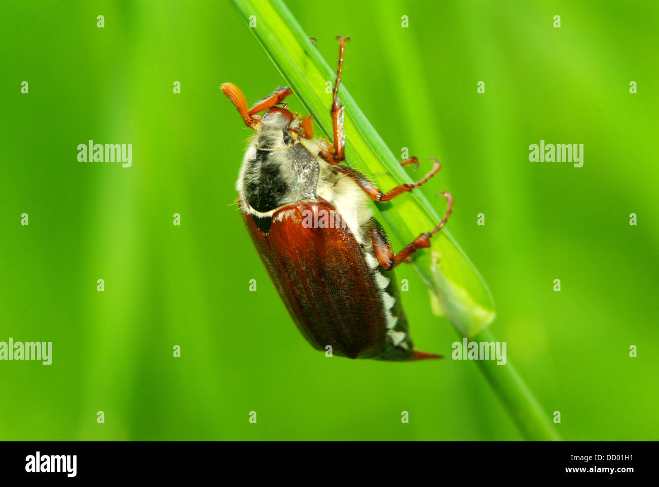May beetle bug hi-res stock photography and images - Alamy