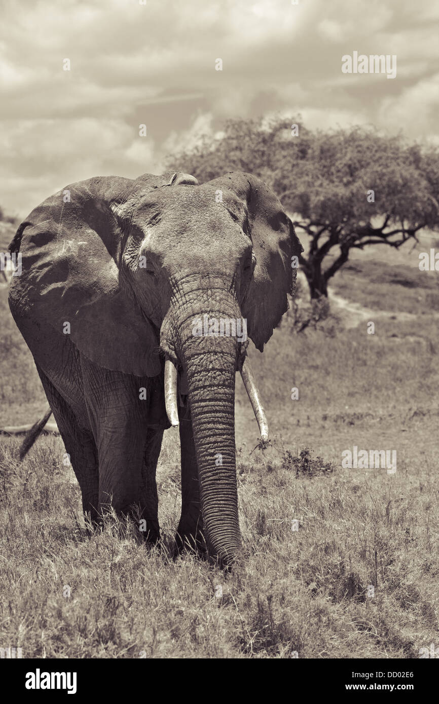 Female elephant africa grass hi-res stock photography and images - Alamy