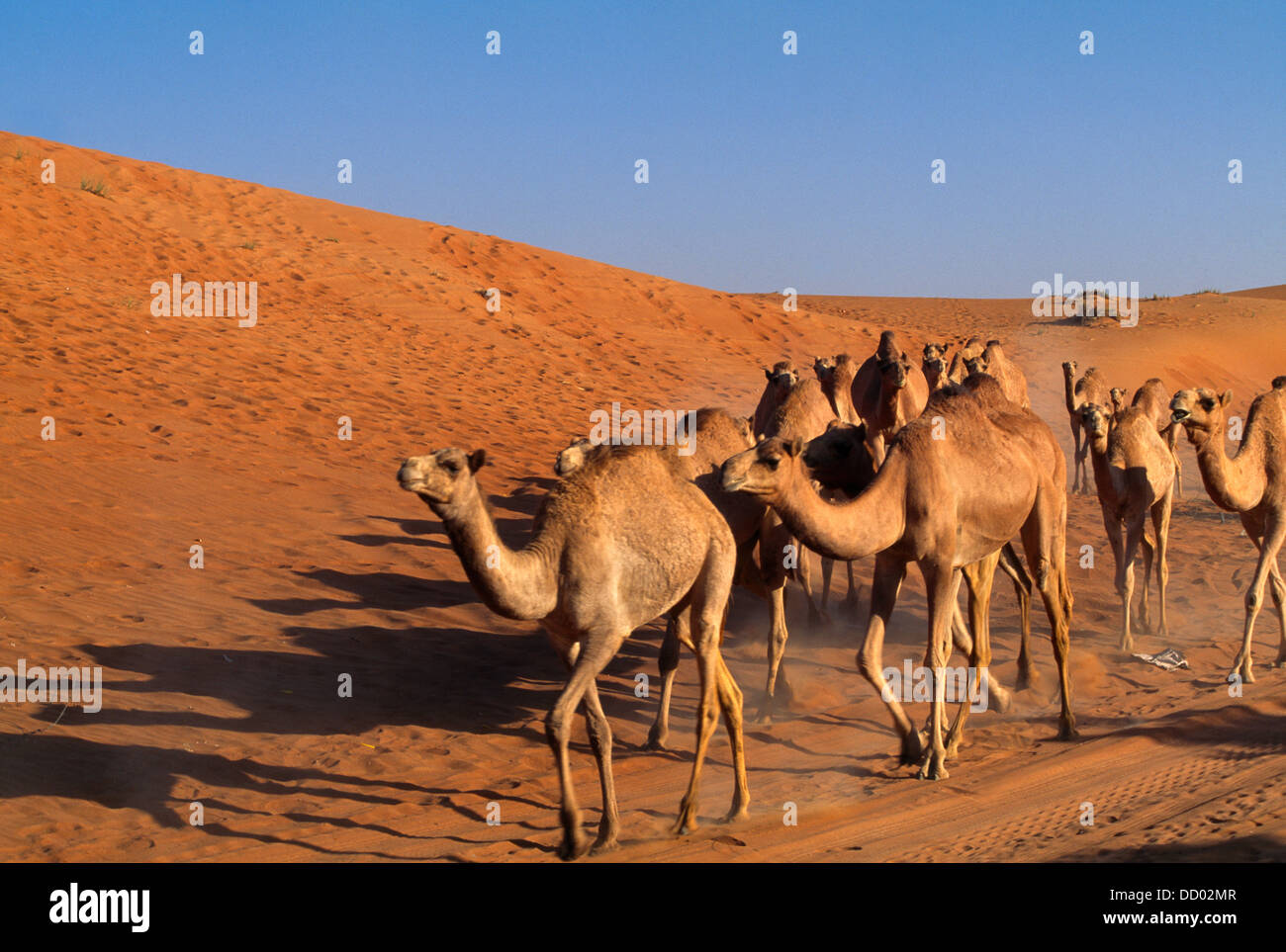 Uae desert hi-res stock photography and images - Alamy