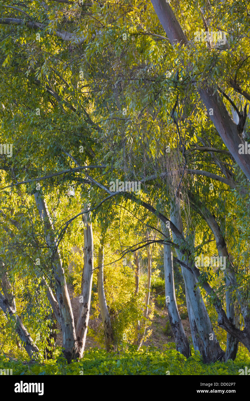 Gum Trees And Sun Dappled Foliage; Torremolinos, Malaga, Andalusia ...