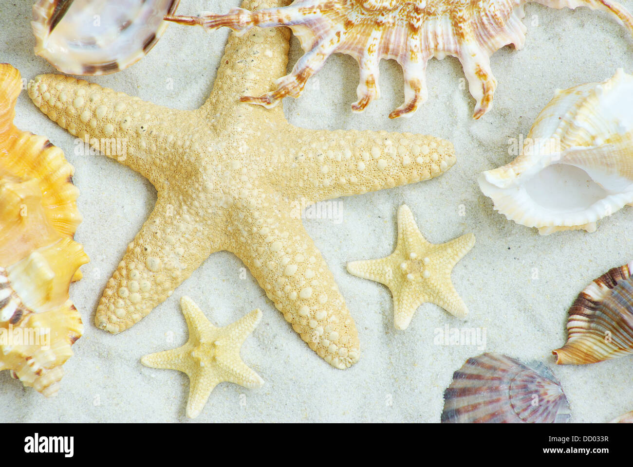 starfish and shells Stock Photo - Alamy