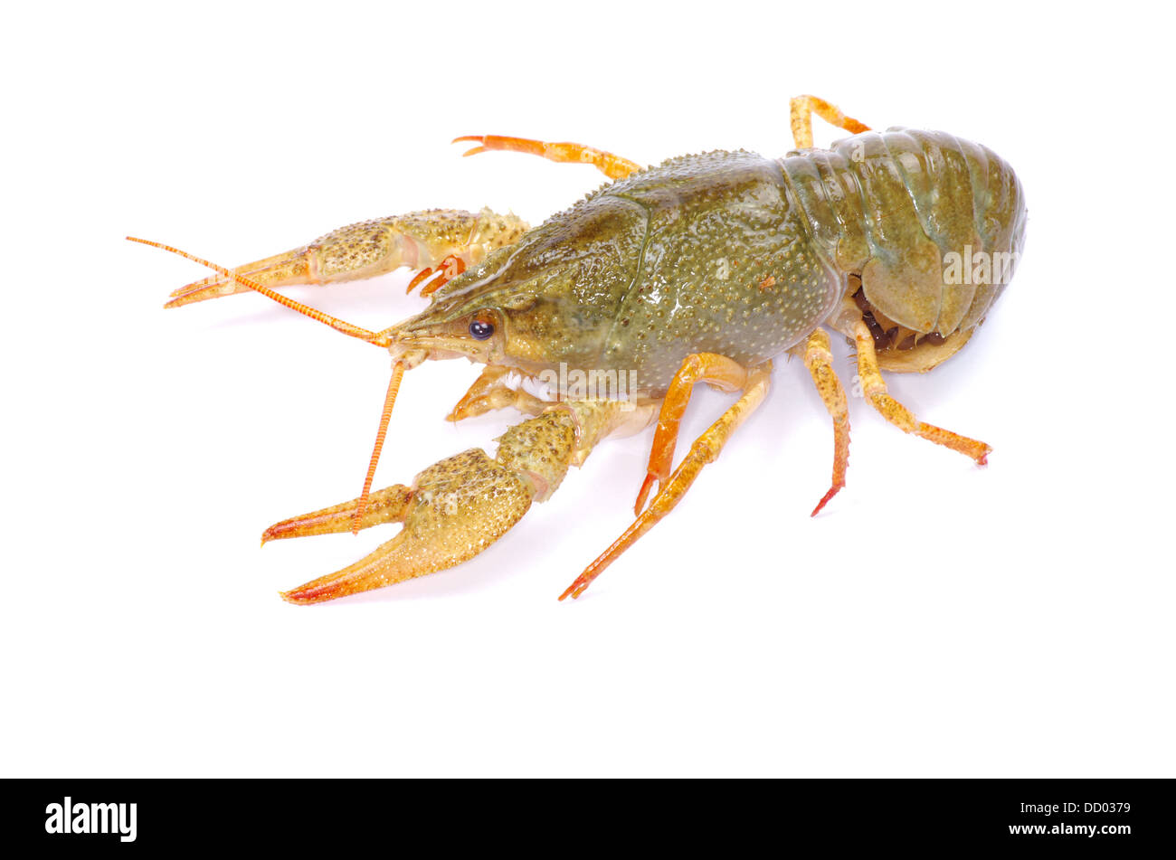 Sea crawfish Cut Out Stock Images & Pictures - Alamy