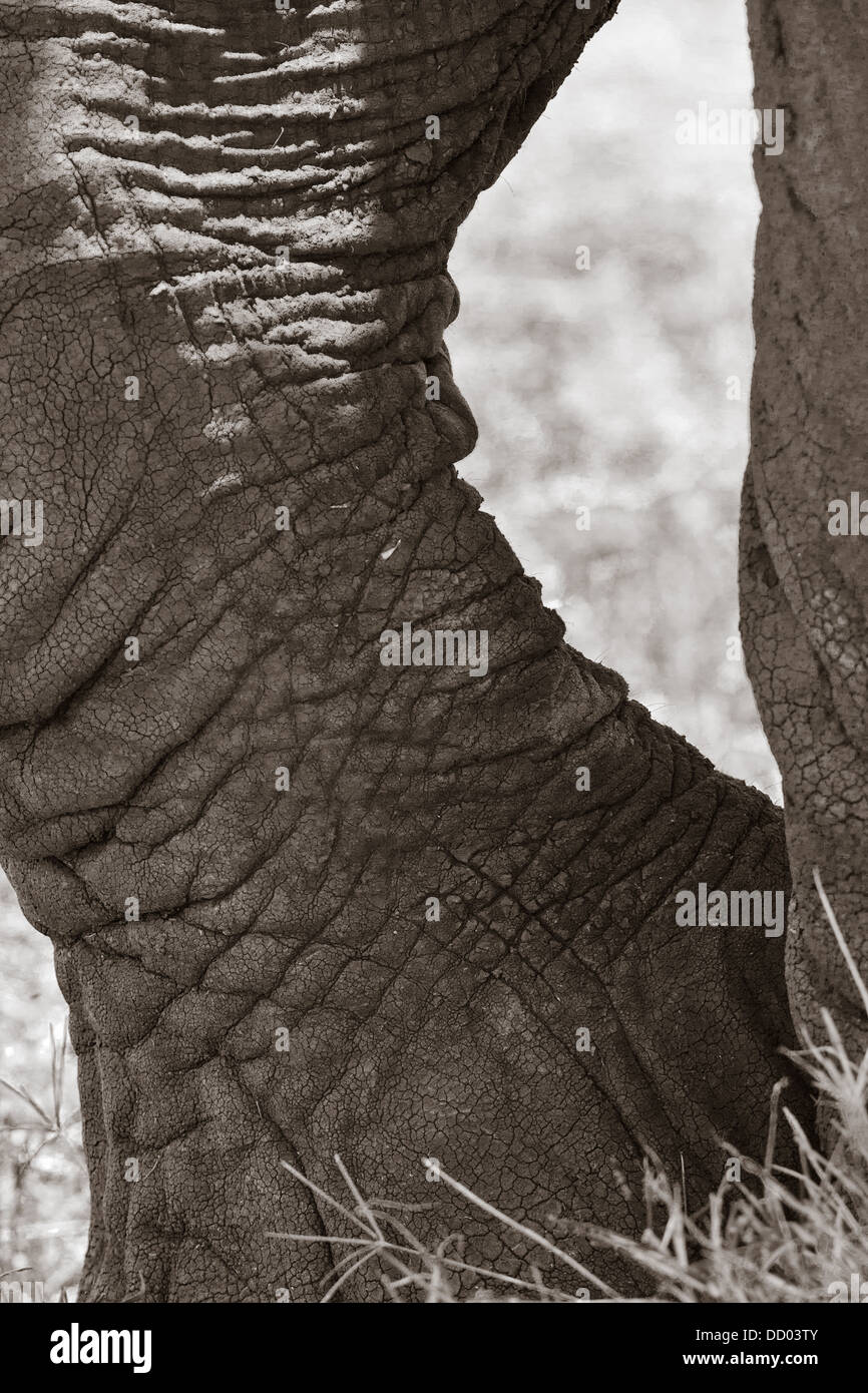 Elephant foot africa hi-res stock photography and images - Alamy