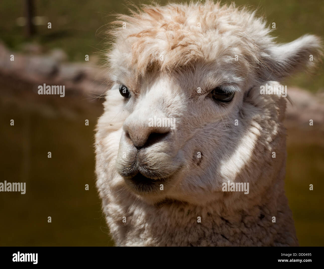 Llama detail hi-res stock photography and images - Alamy