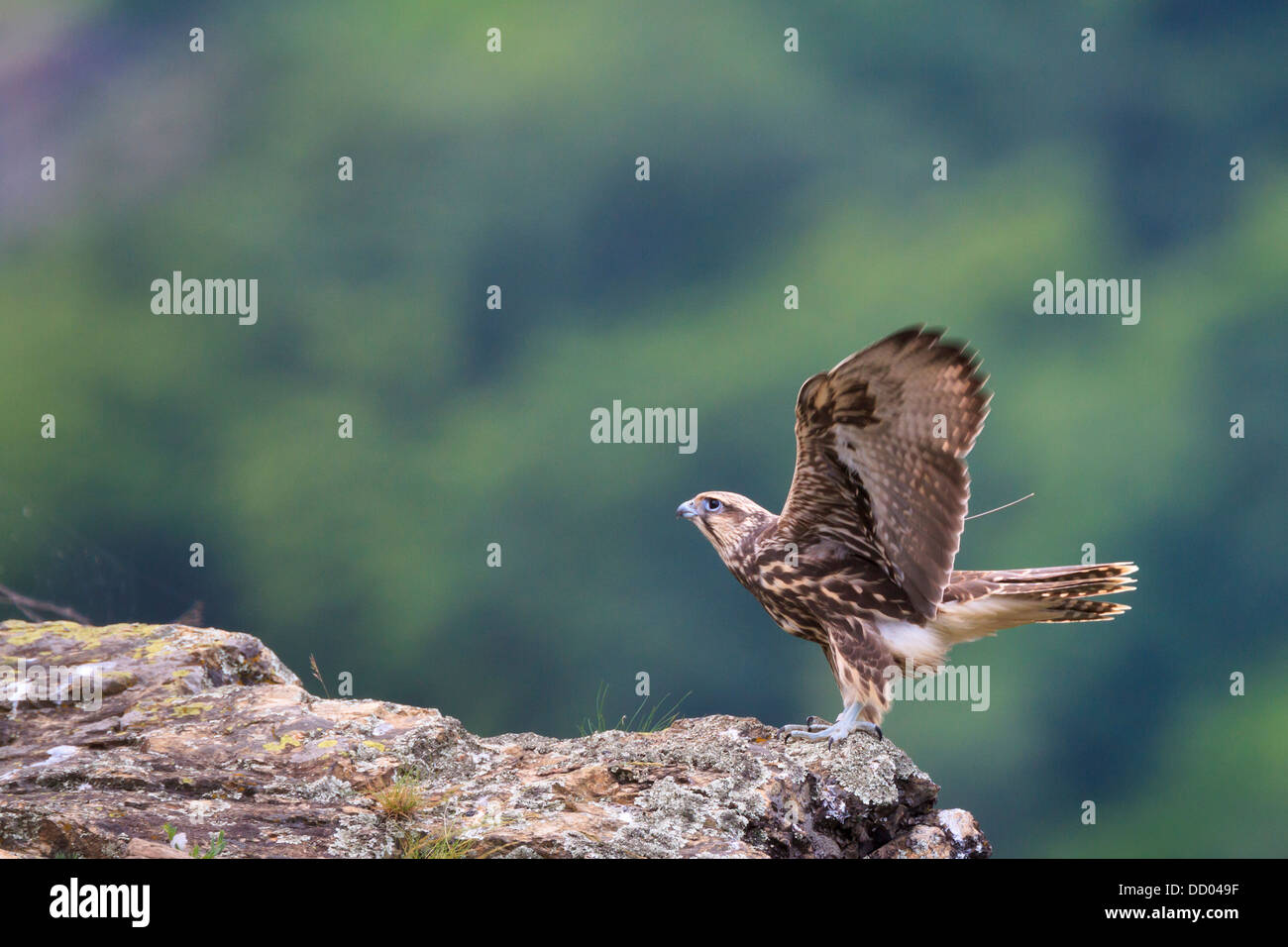 The falcon project hi-res stock photography and images - Alamy