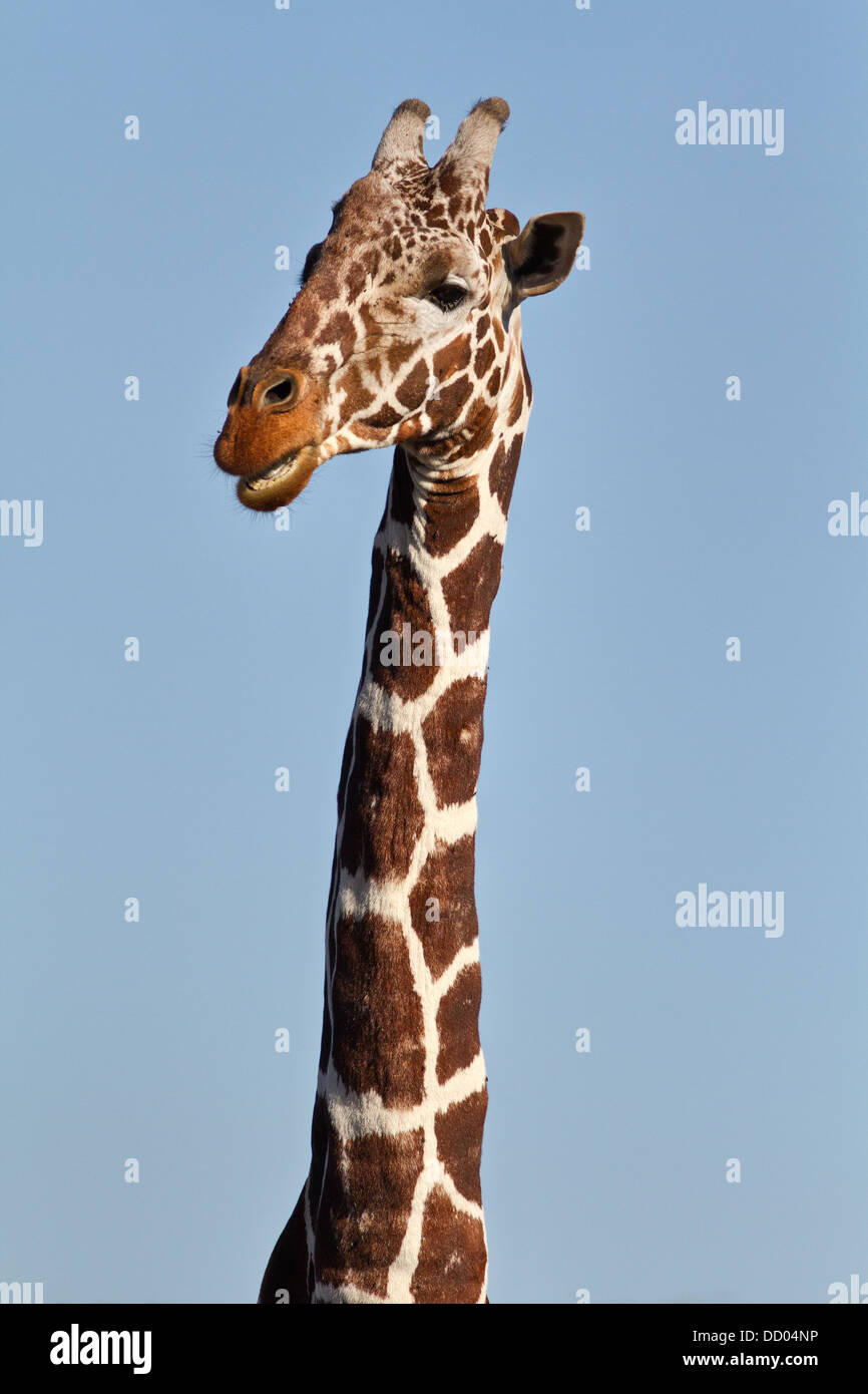 Head turned left hi-res stock photography and images - Alamy