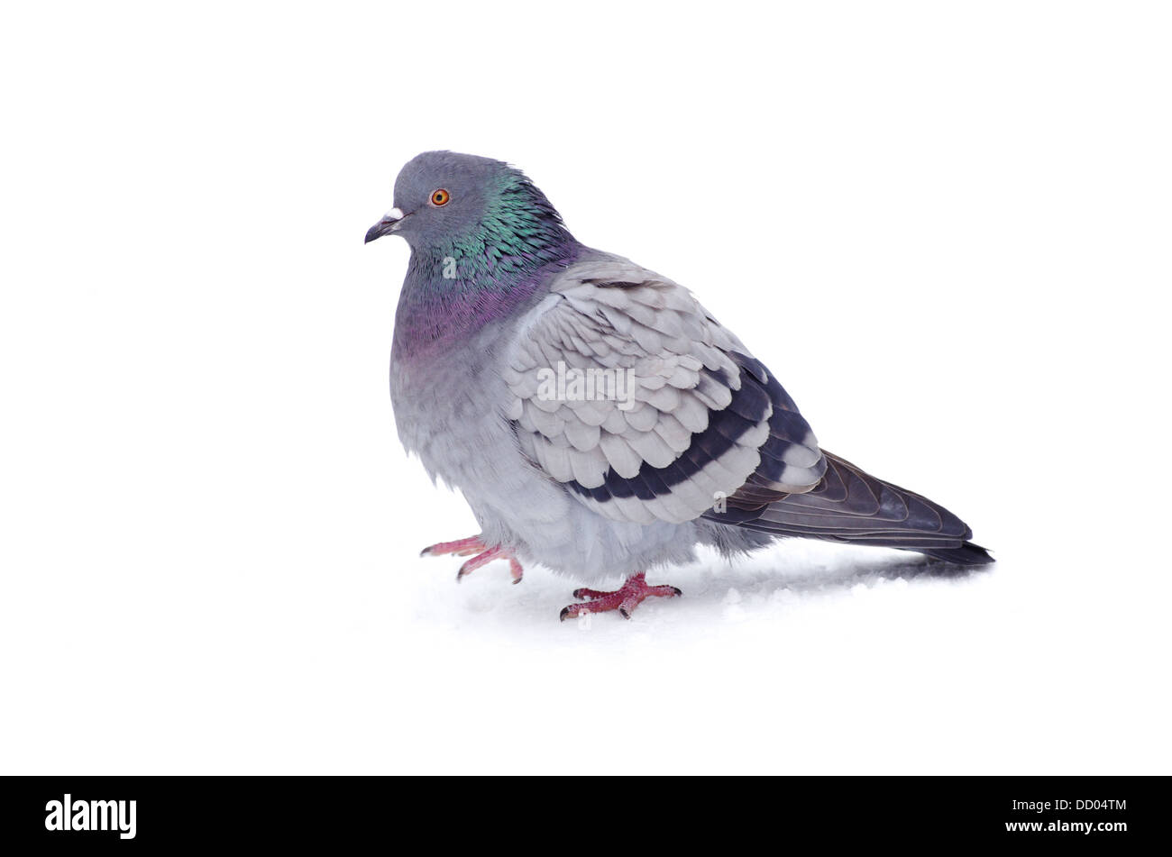 White pigeon side view Cut Out Stock Images & Pictures - Alamy