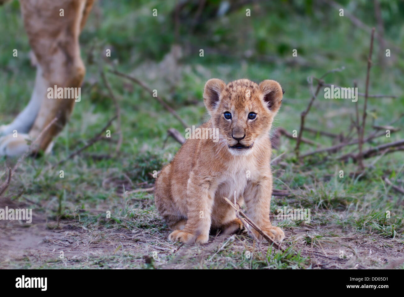 Lion Sitting Back