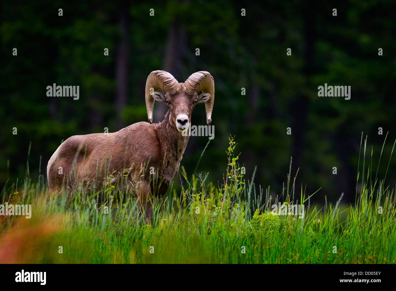 Ram big horn hi-res stock photography and images - Alamy