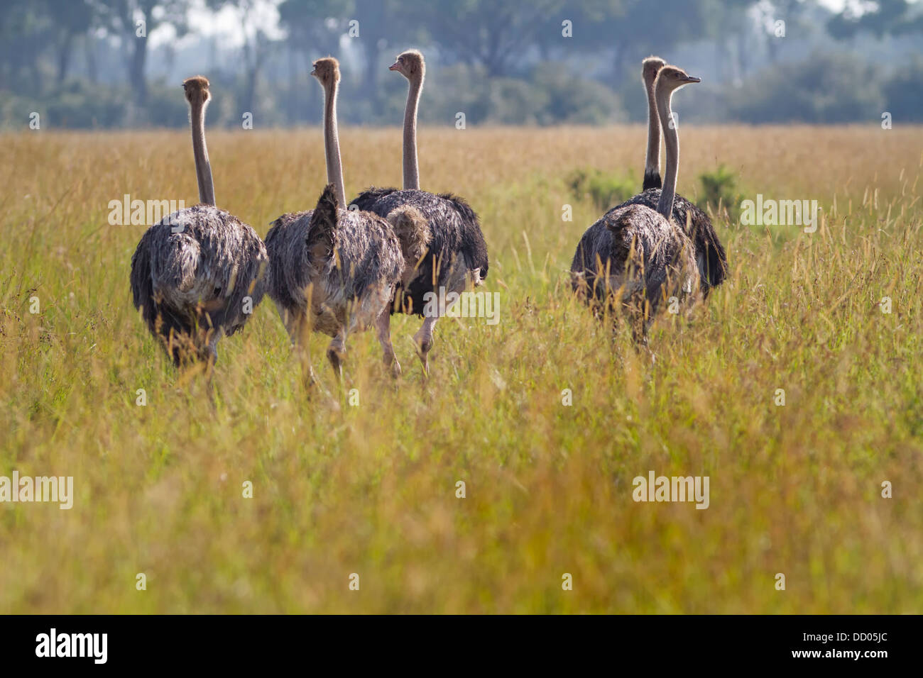 Back view of african ostrich hi-res stock photography and images - Alamy