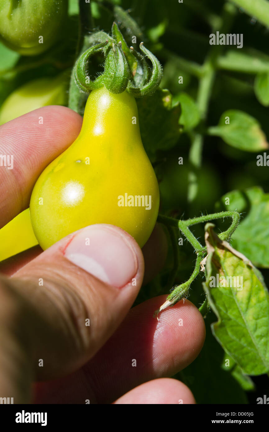 closeup of a tomato plant in the garden with ripe heirloom cherry ...