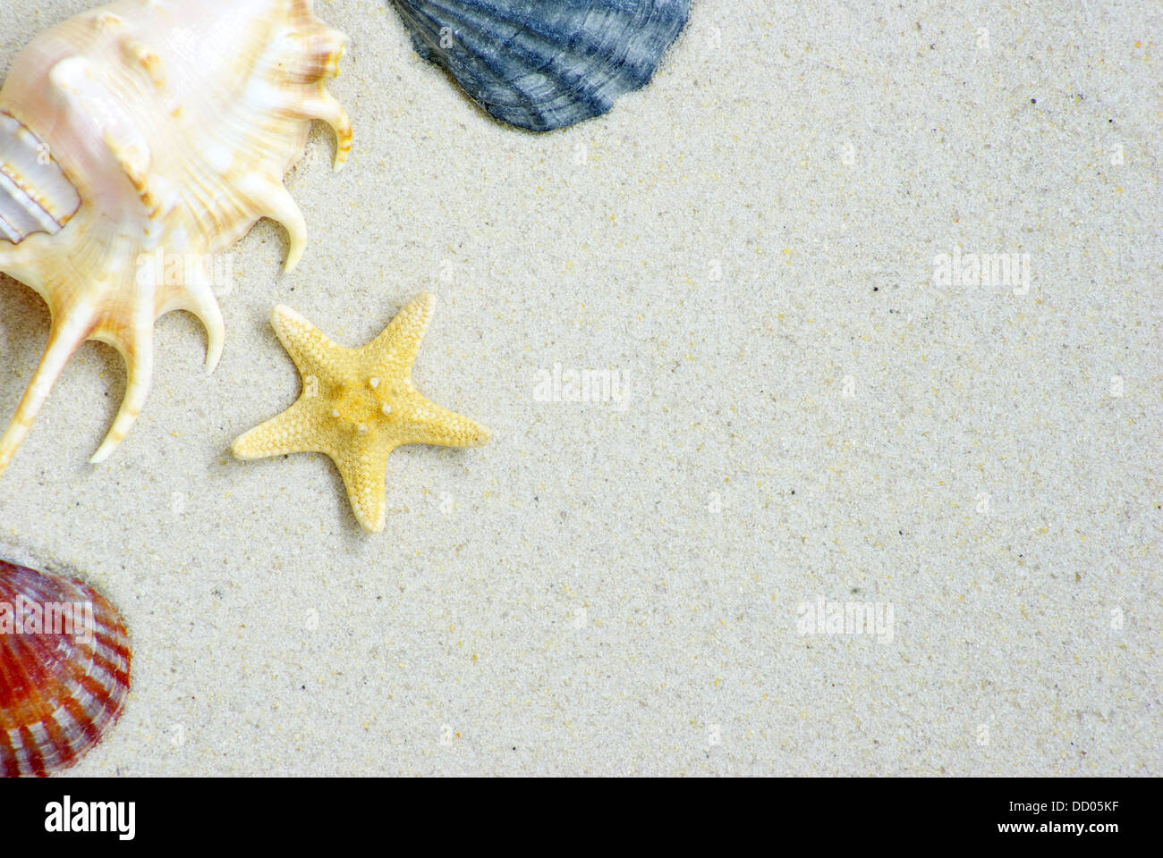 starfish and shells Stock Photo - Alamy