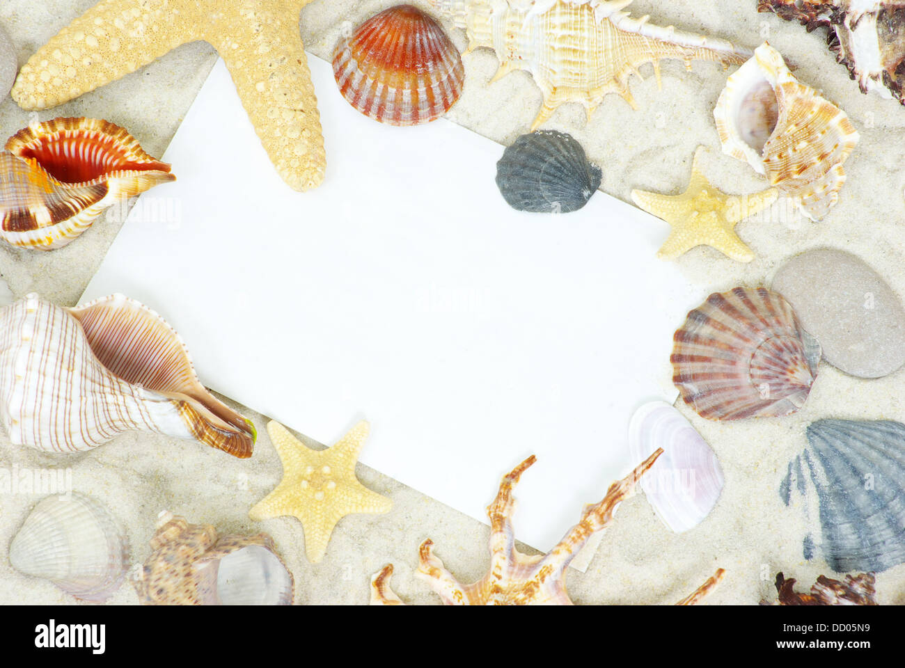 shells on postcard Stock Photo - Alamy