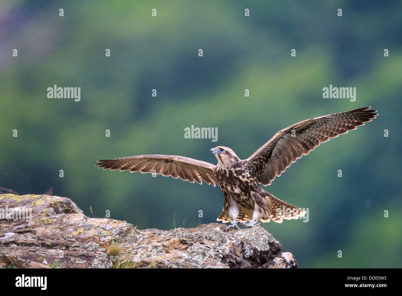 Falcon peninsula hi-res stock photography and images - Alamy
