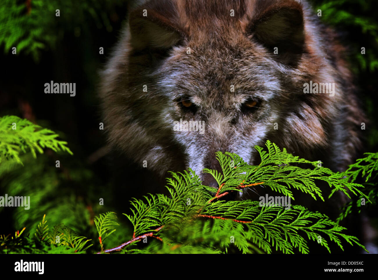 Wolf british columbia hi-res stock photography and images - Alamy