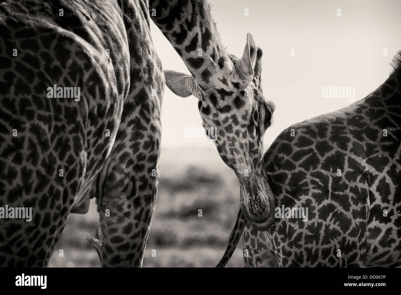 Giraffe mating not toy not illustration hi-res stock photography and ...