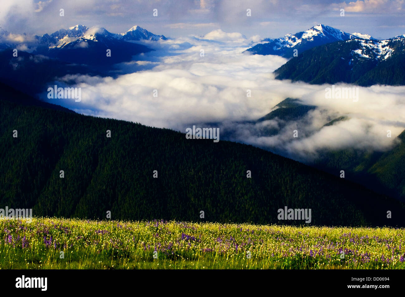 Hurricane Ridge, Olympic National Park Stock Photo - Alamy