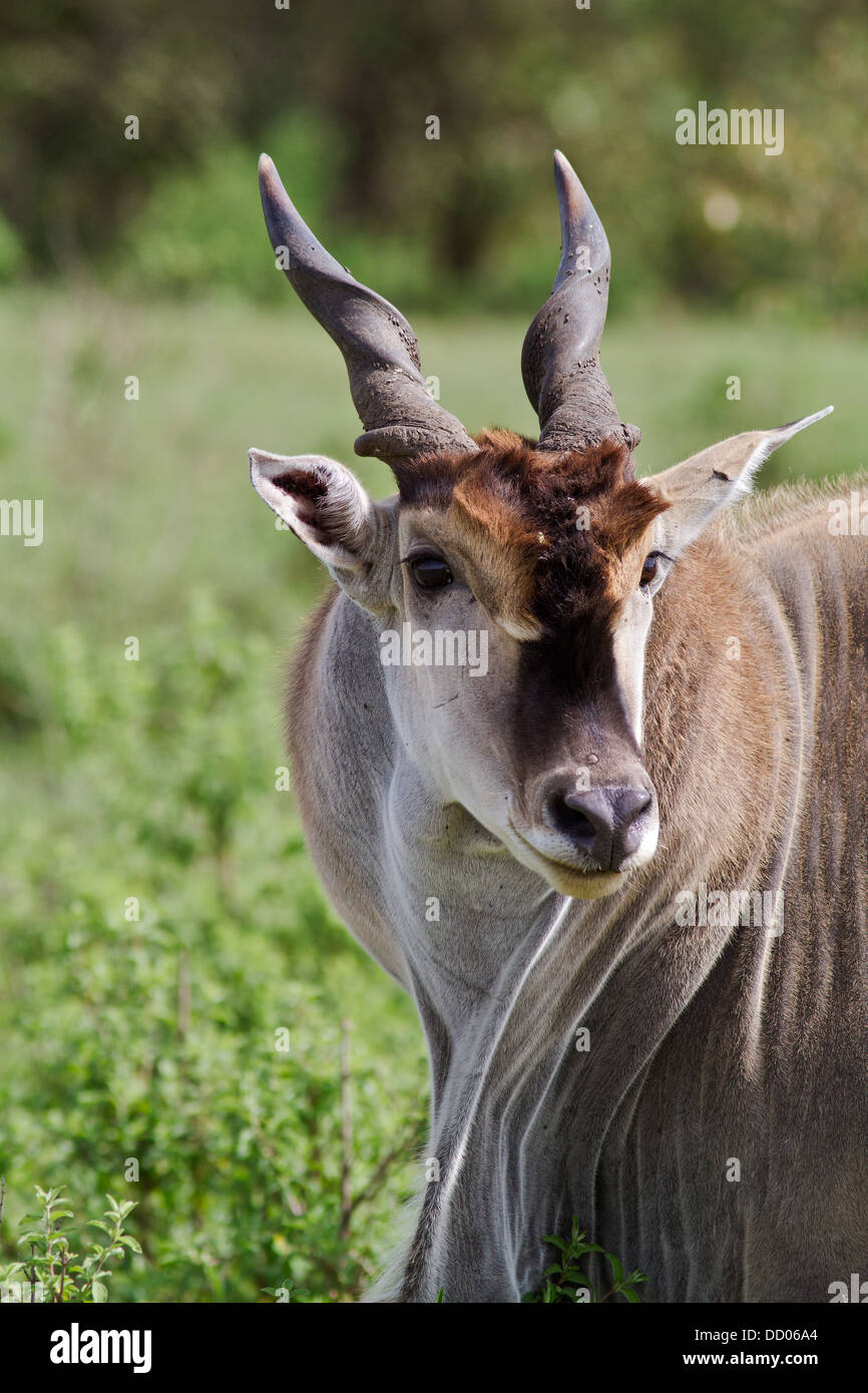 Turned to viewer hi-res stock photography and images - Alamy