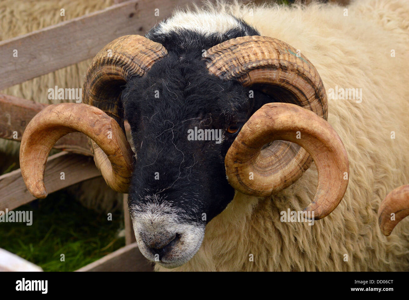 Sheeps head profile - curly horns Stock Photo - Alamy