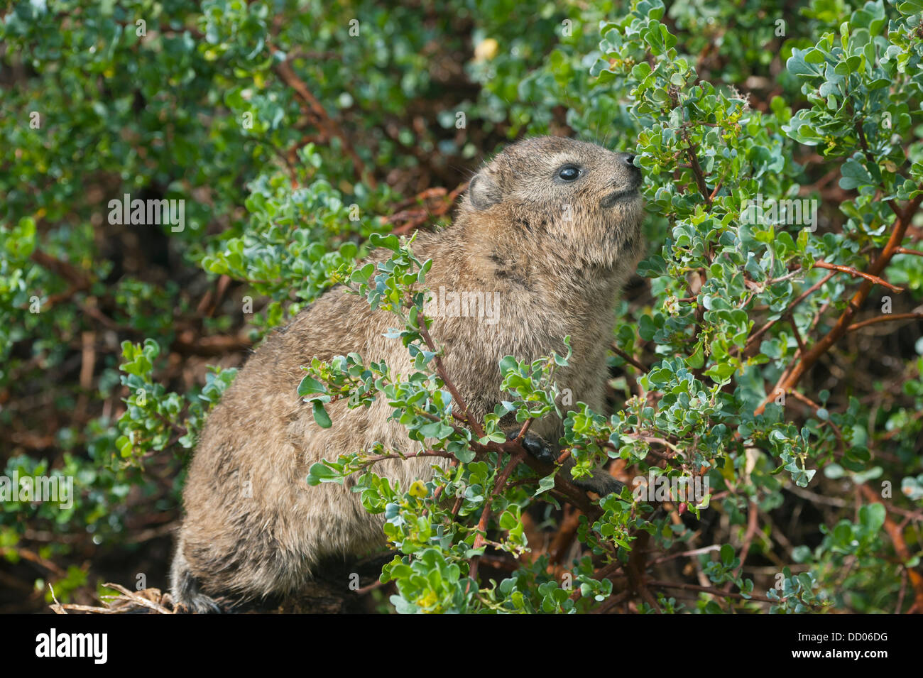 Rock Hyrax (Procavia capensis) Feeding on coastal heath, Wild, Boulders ...