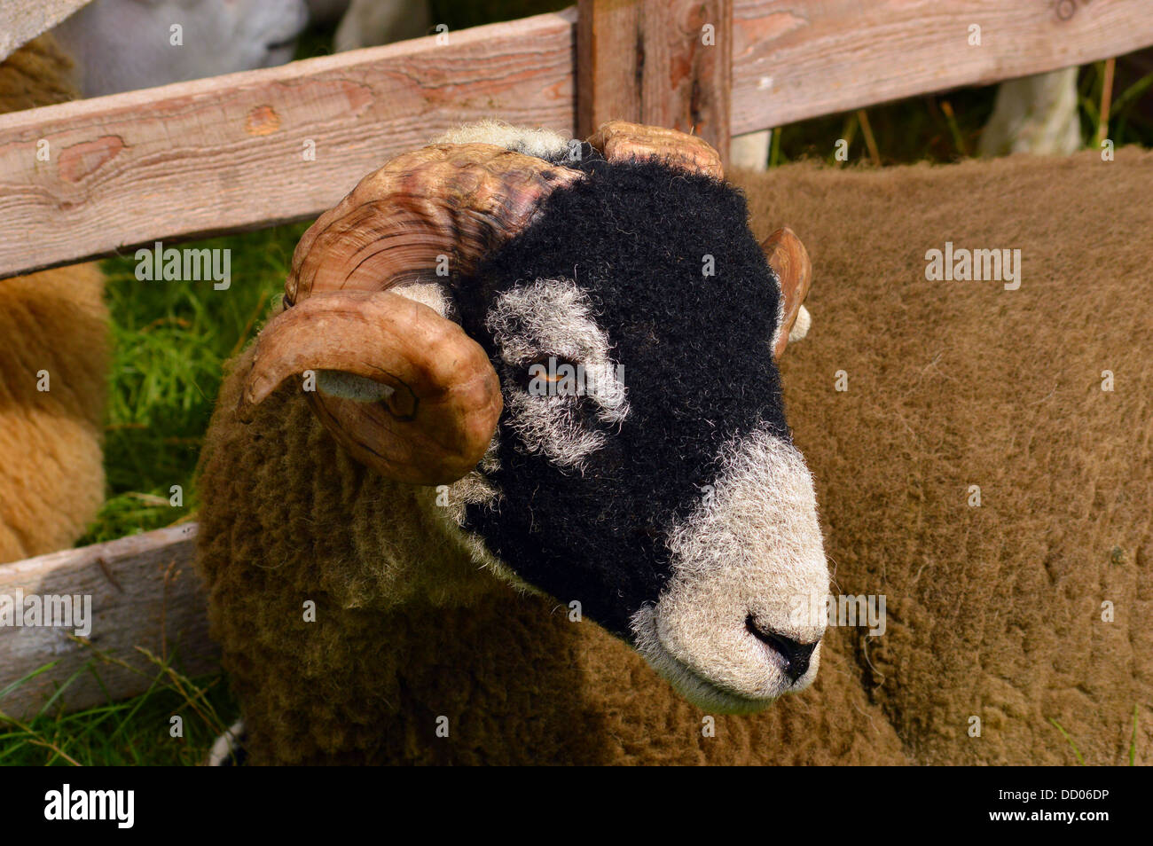 Sheeps head profile - curly horns Stock Photo - Alamy