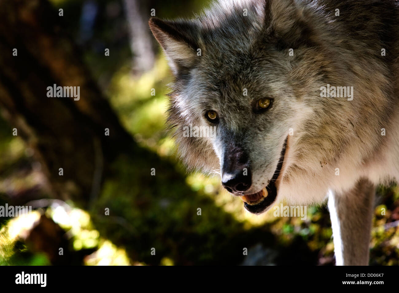 Wolf in the woods of Canada Stock Photo - Alamy