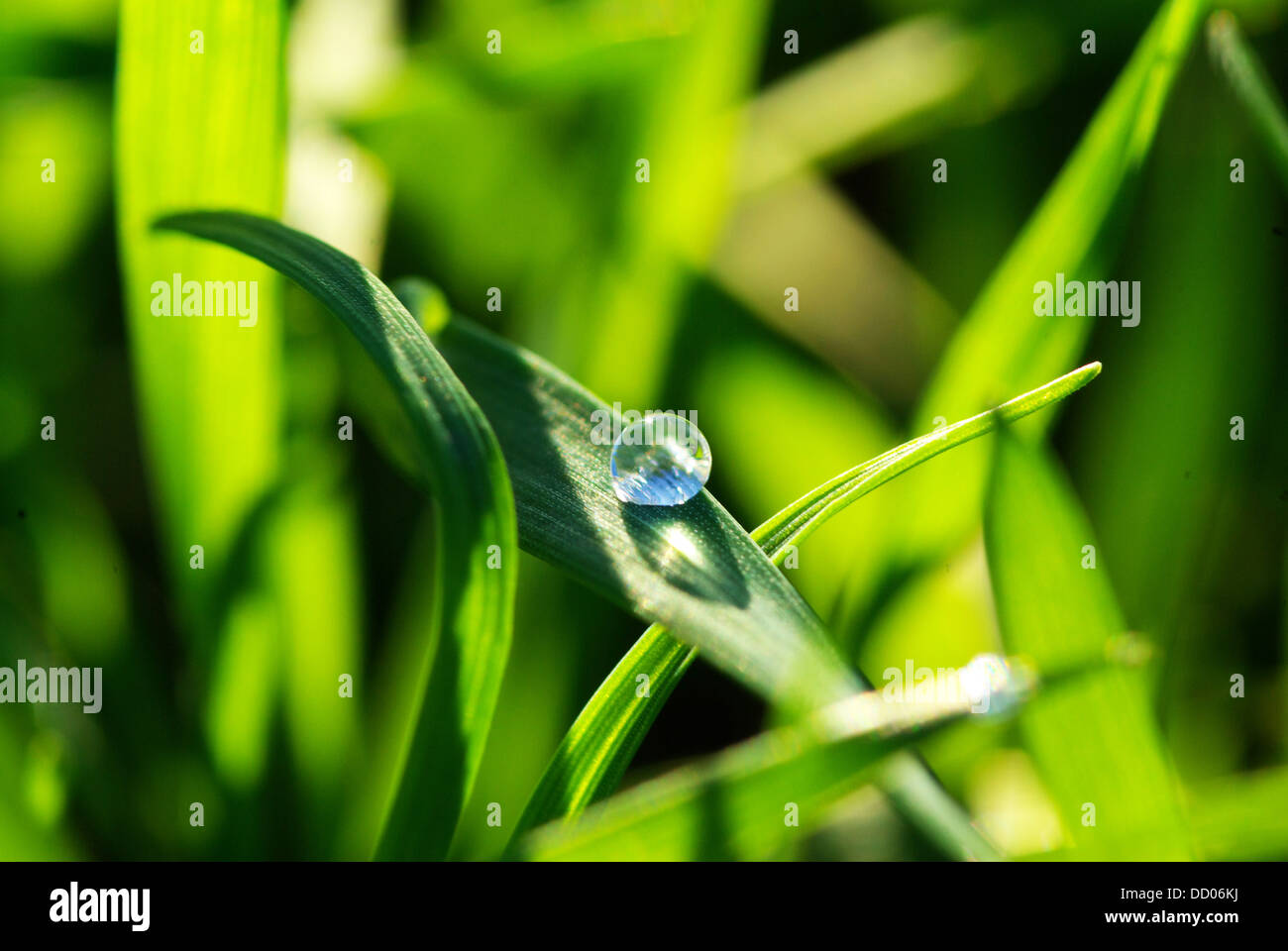 drop on grass Stock Photo - Alamy