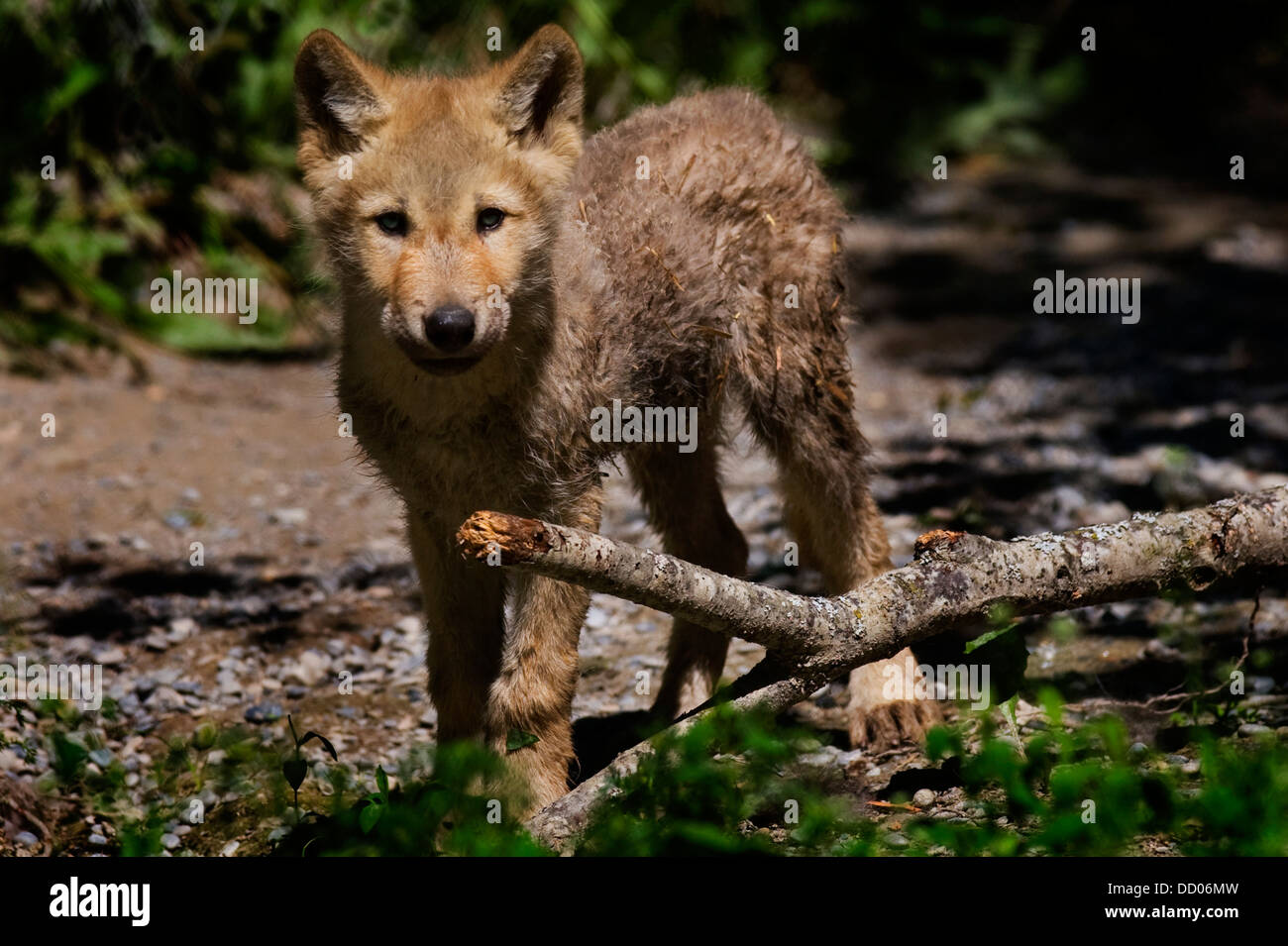 Young wolf hi-res stock photography and images - Alamy