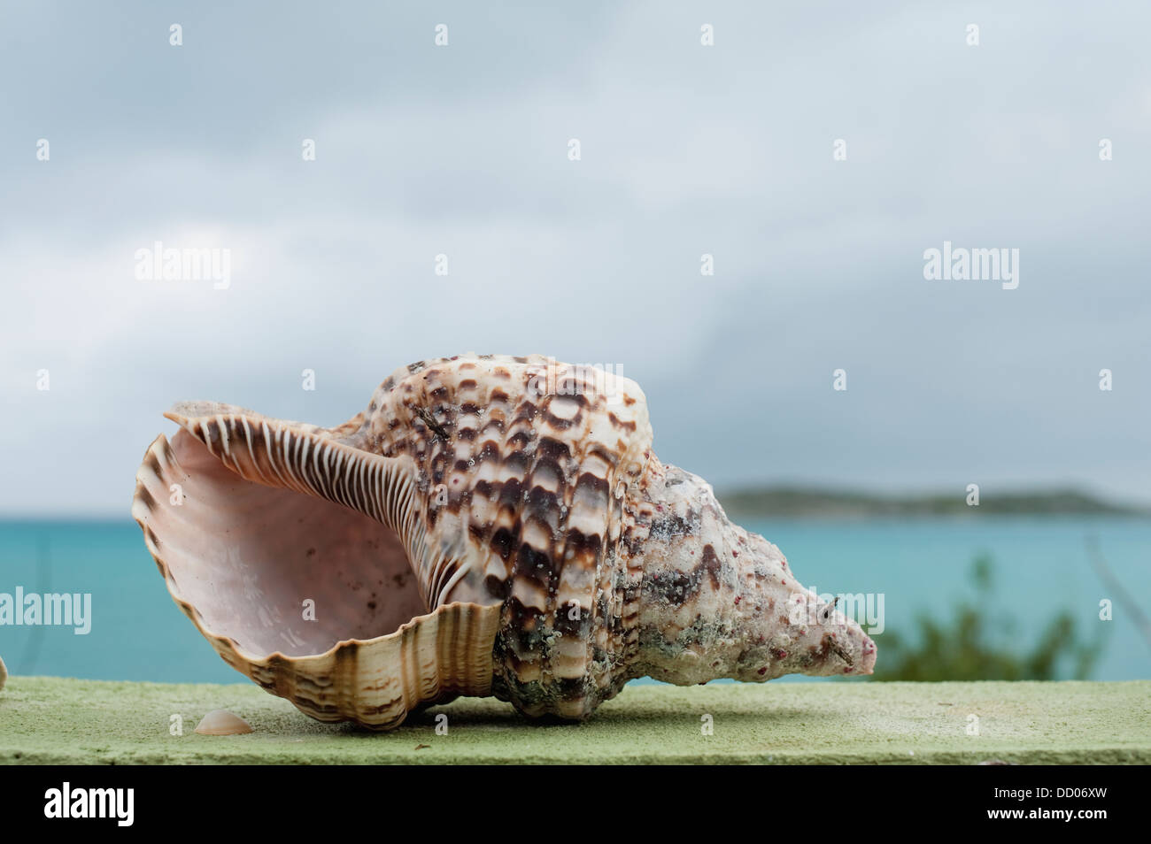 A Shell Sitting On A Ledge By The Water; South Caicos Turks And Caicos ...