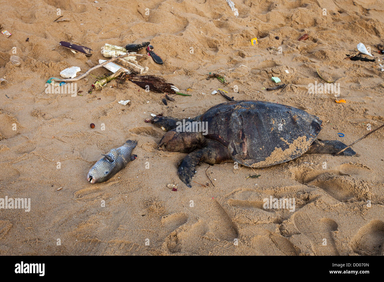 A dead turtle on the Indian Ocean Stock Photo - Alamy