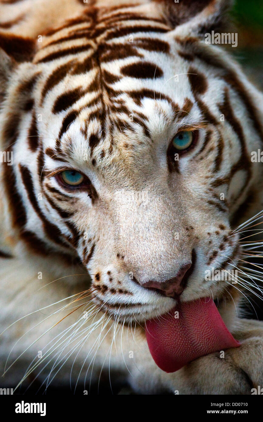 White Bengal Tiger Stock Photo - Alamy
