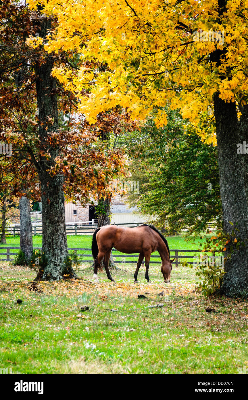 Fall colors on horse farm, Fauquier County, Virginia Stock Photo - Alamy