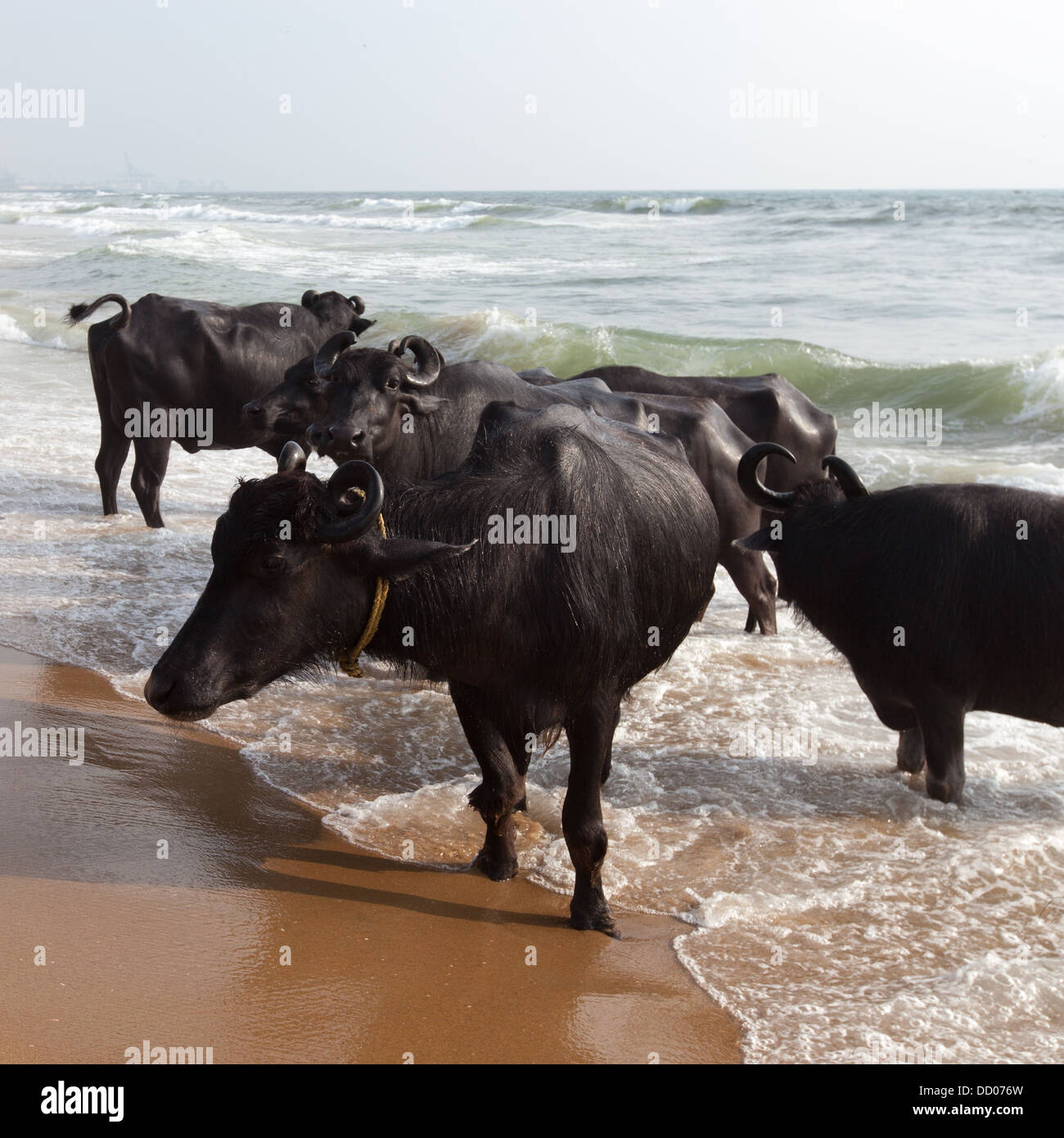 Cows swimming in the Indian Ocean Stock Photo - Alamy