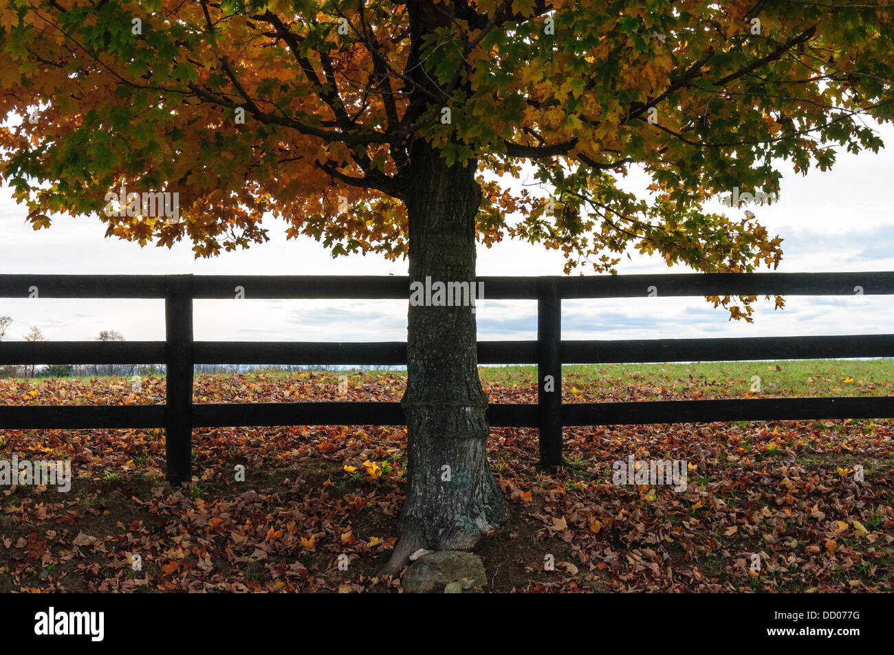 Fall colors, Fauquier County, Virginia Stock Photo - Alamy