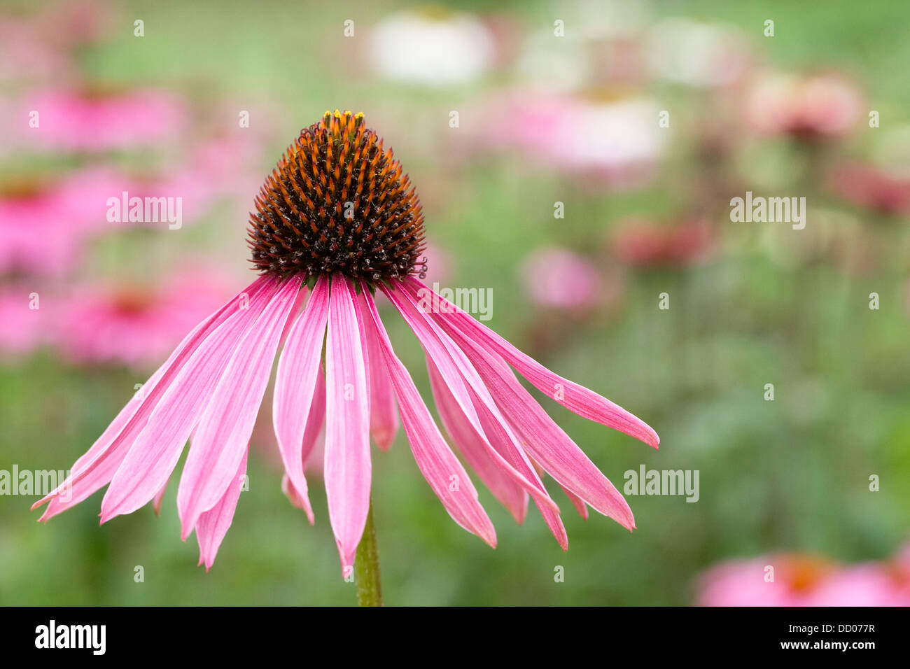 Echinacea purpurea. Coneflower in an herbaceous border Stock Photo - Alamy