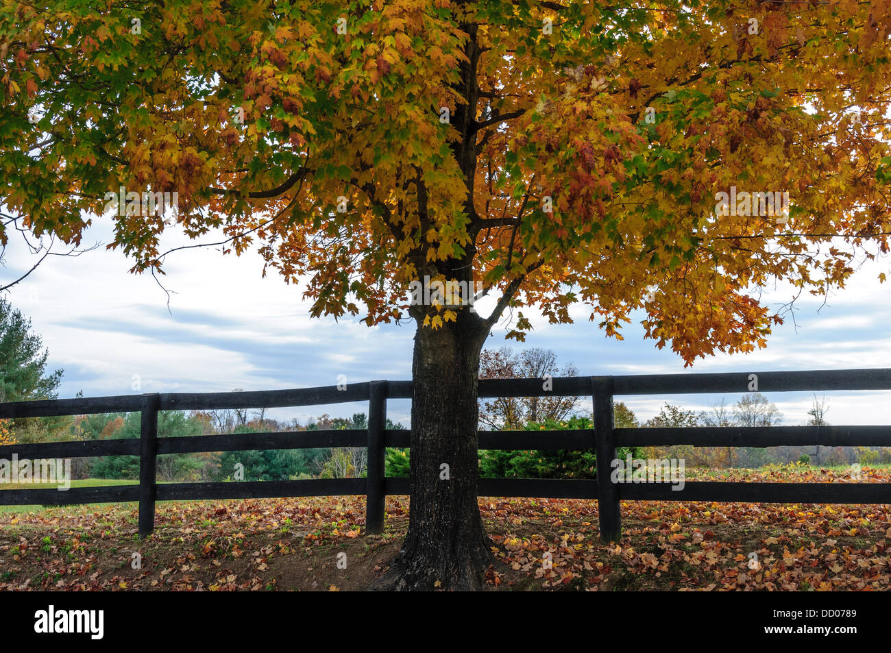 Fall colors, Fauquier County, Virginia Stock Photo - Alamy