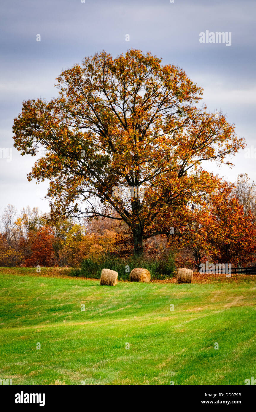 Three Hay Bales and Oak Tree in Fall colors, Fauquier County, Virginia ...