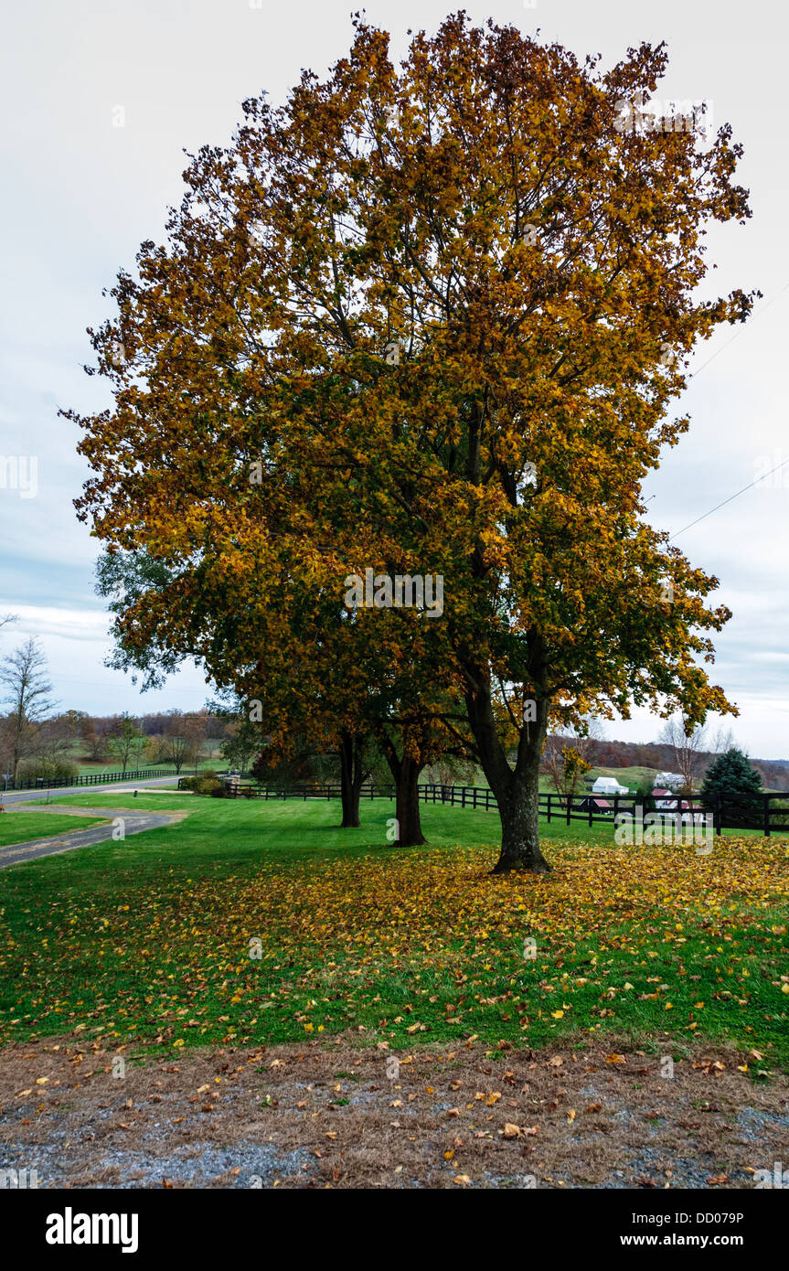 Fall colors, Fauquier County, Virginia Stock Photo - Alamy