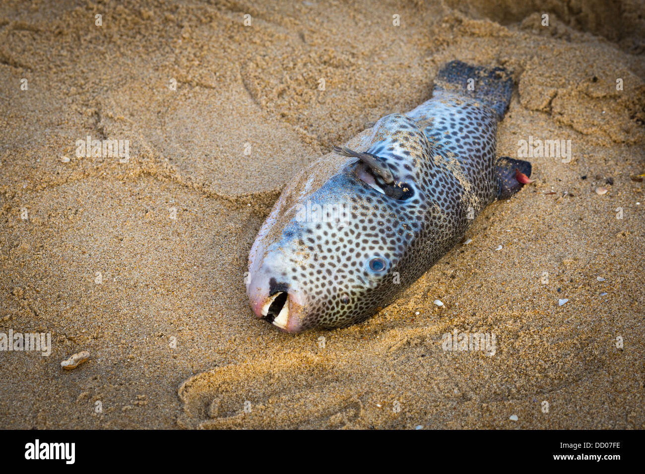 A dead turtle on the Indian Ocean Stock Photo - Alamy