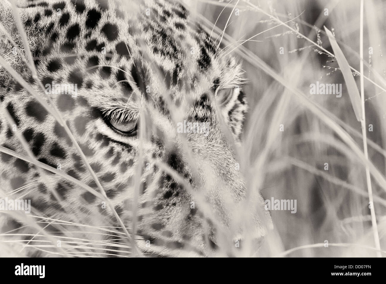 Leopard face detail hi-res stock photography and images - Alamy